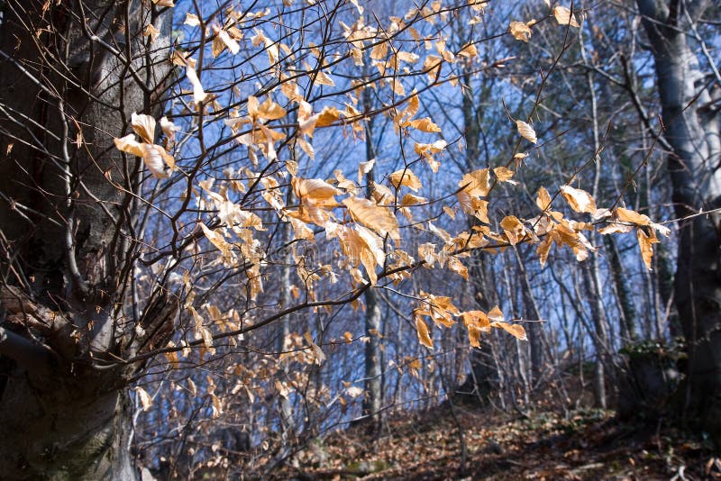 Tree And Branch Picture. Image: 4297033