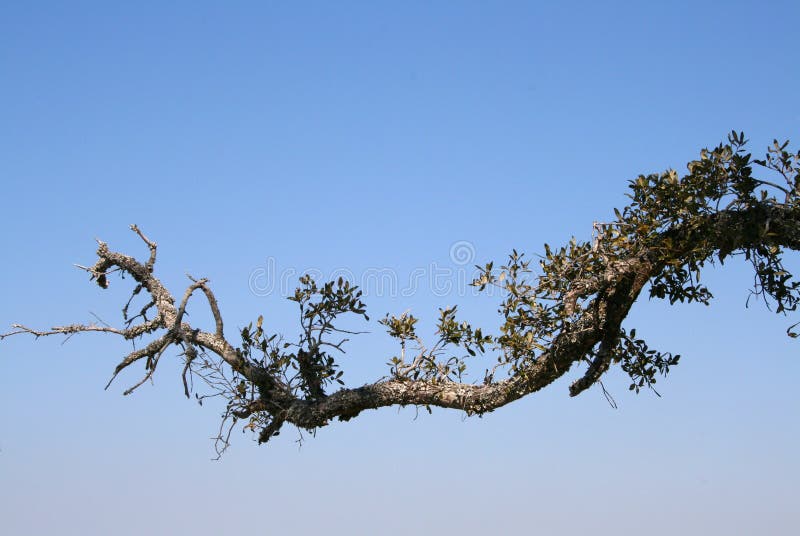 Tree Branch stock photo. Image of twig, branch, flora - 4471708