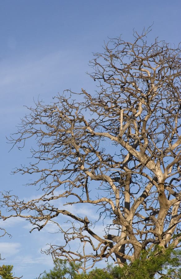 Tree Branch Picture. Image: 920036