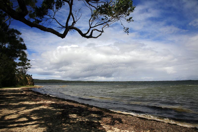 Tree Branch by the Empty Sea Stock Image - Image of paradise, daytime ...