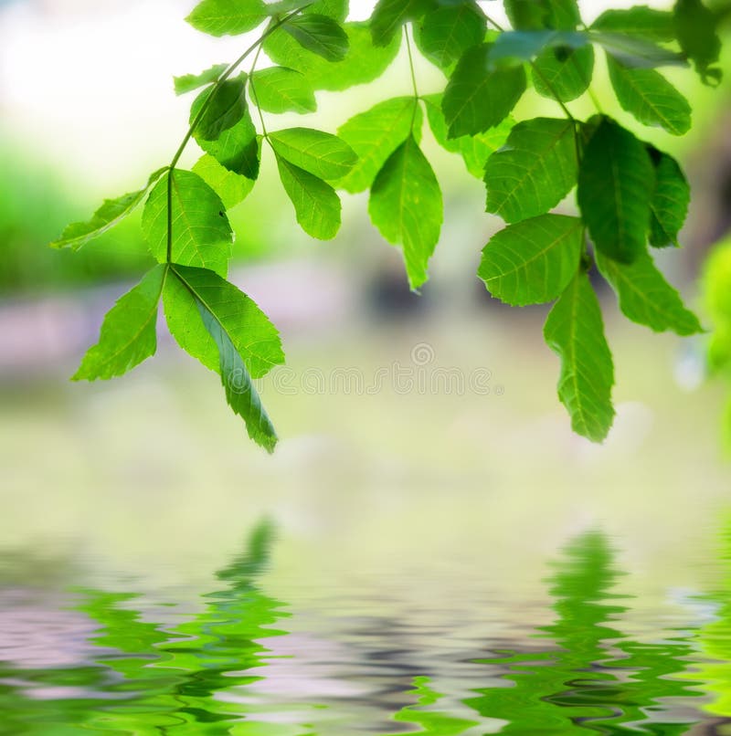 Tree Branch Above the Water Stock Photo - Image of relaxation ...