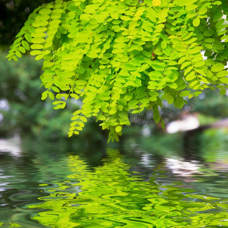 Tree Branch Above the Water Stock Image - Image of forest, ecology ...