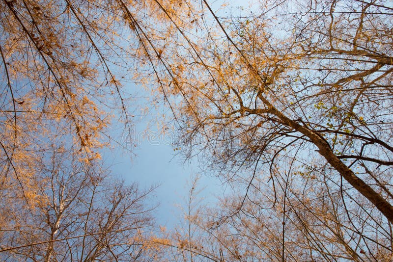 Tree Branch Abstract Background Stock Image - Image of silhouette, park ...