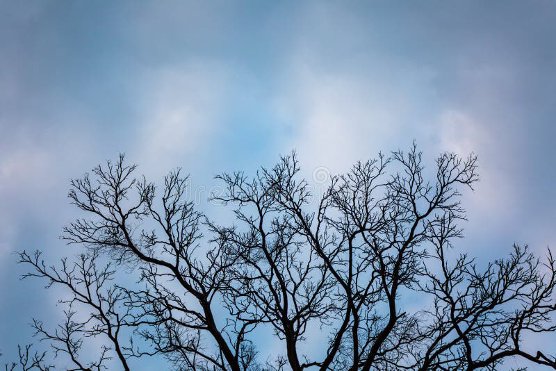 Tree Branch Against Blue Sky Stock Image - Image of branch, leafless ...