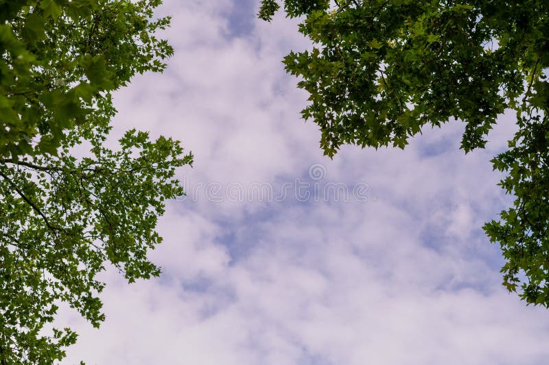 Low Angle View of Tree Branch Against Skyline Stock Image - Image of ...