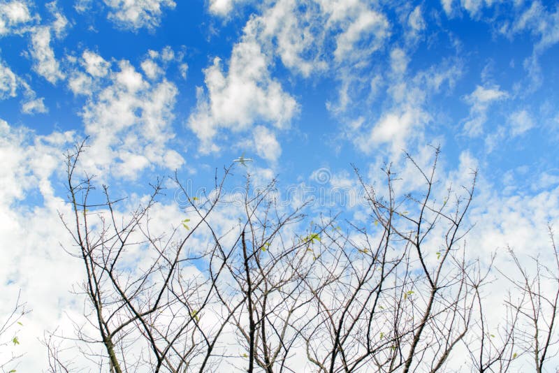 Tree branch with airplane stock photo. Image of holiday - 98638194