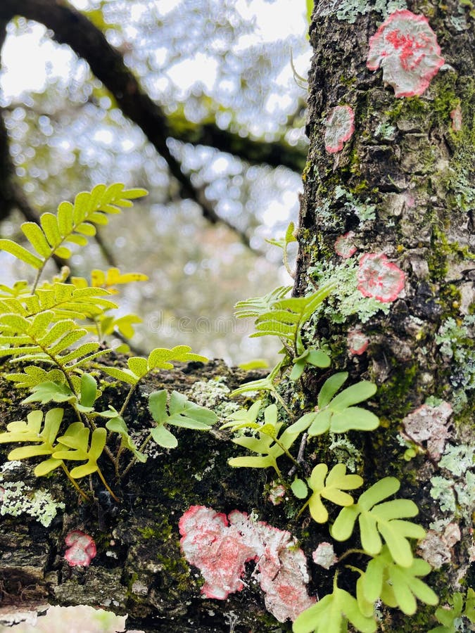 A Tree Branch with Algae Growing in Pink and White Stock Image - Image ...