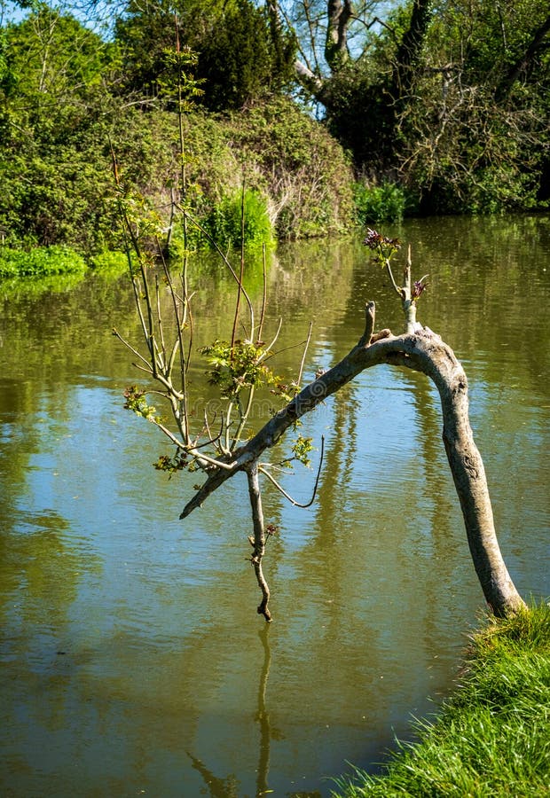 Tree Branch Appearing To Be about To Dive into a River, River Ouse ...