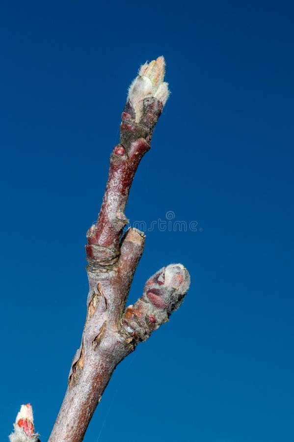 Tree Branch of Apple Tree Malus Domestica with Buds Stock Photo - Image ...
