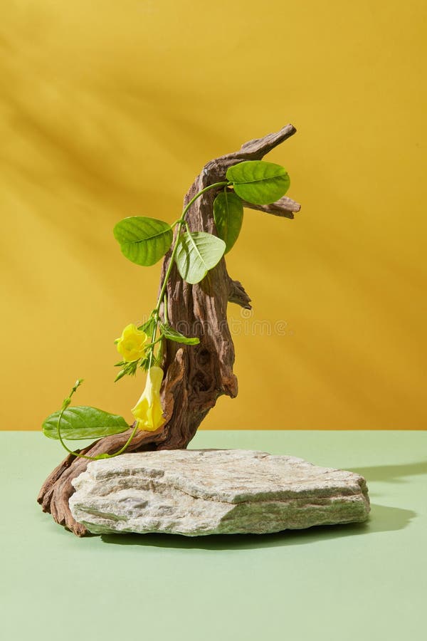 A Tree Branch is Arranged with a Stone Podium Against Yellow Background ...