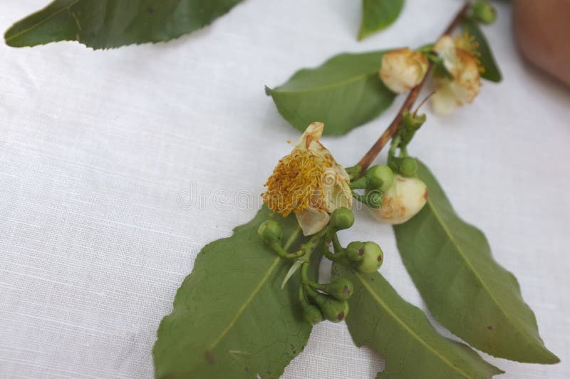 Tree Branch of Assam Tea , Thai Tea Stock Photo - Image of blue, lanka ...