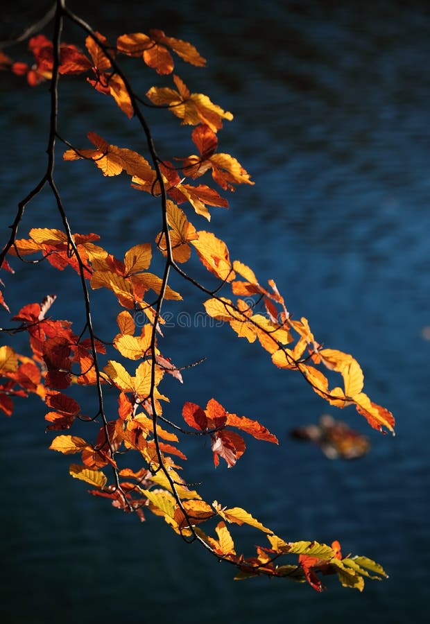 Tree branch in autumn stock photo. Image of colorful - 27542022