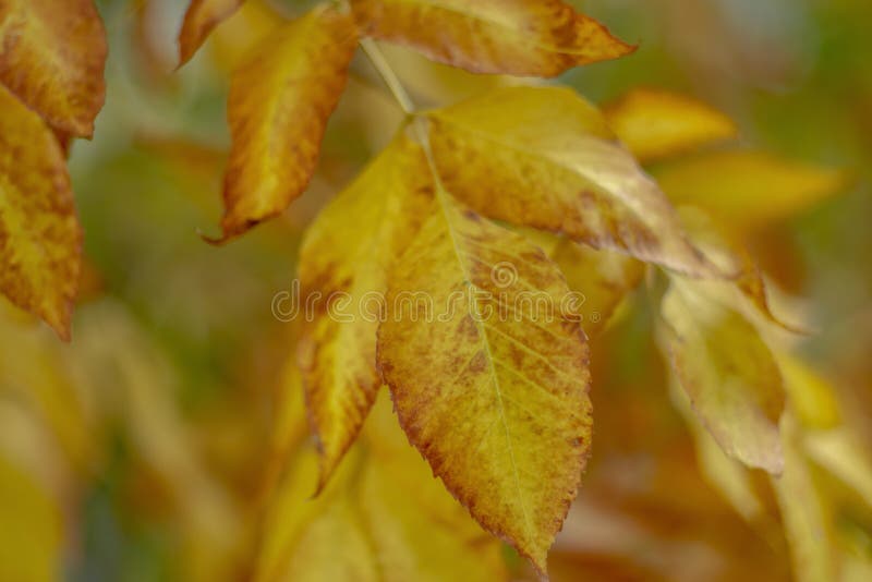 Tree Branch with Autumn Leaves. Autumn Background. Stock Photo - Image ...