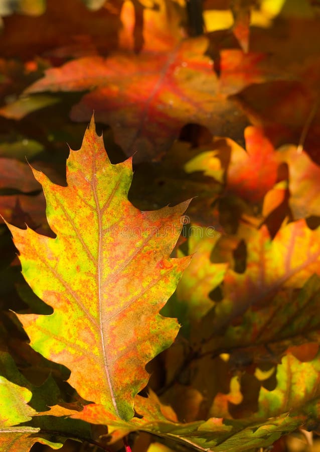 Tree Branch with Autumn Leaves. Stock Photo - Image of fall, park: 35127818