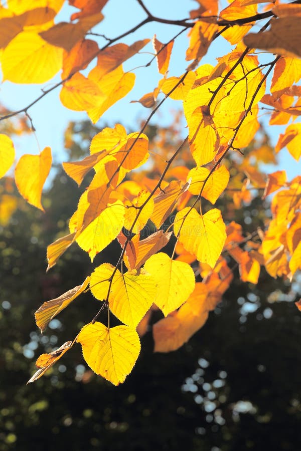 Tree Branch with Autumn Leaves Stock Photo - Image of color, brown ...