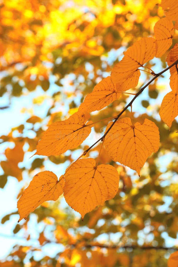 Tree Branch with Autumn Leaves Stock Image - Image of change, leaf ...
