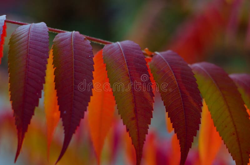 Tree Branch with Autumn Leaves. Autumn Background. Stock Photo - Image ...
