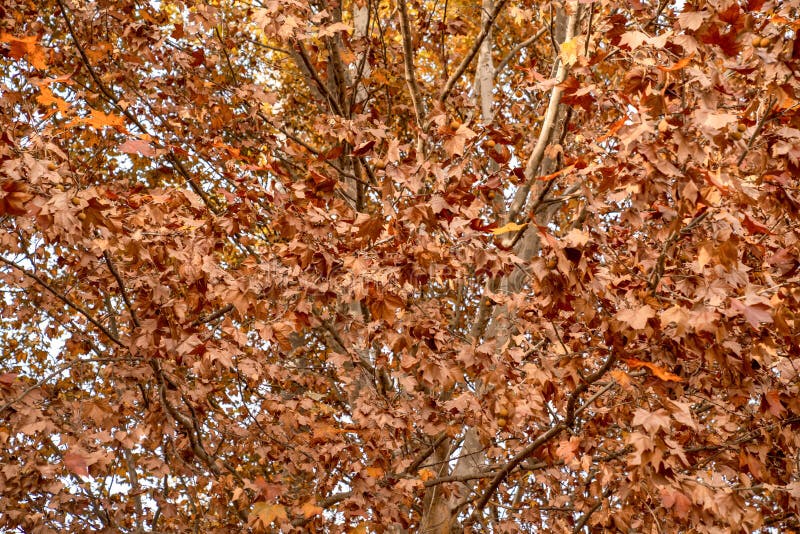 A Tree Branch with Autumn Leaves. Landscape in Autumn Season. Stock ...