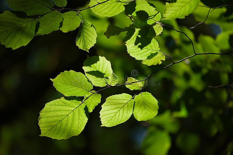 Tree branch background stock photo. Image of tree, foliage - 16915082
