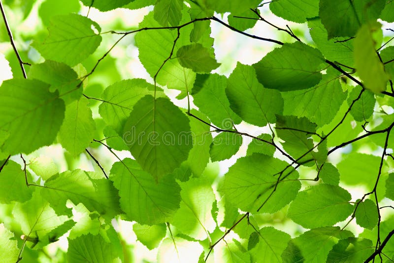 Tree branch background stock image. Image of forest, freshness - 16915087