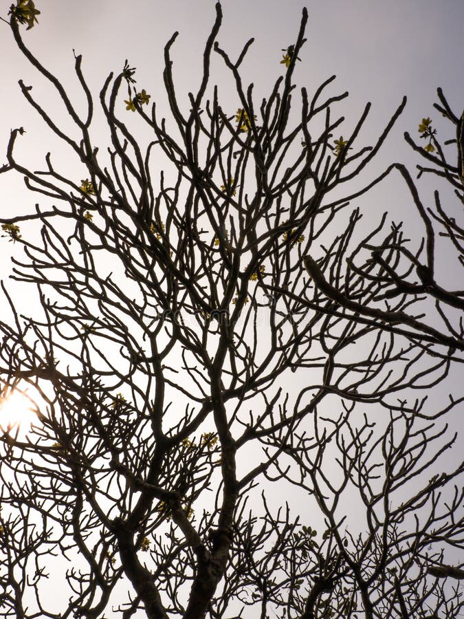 Tree branch stock photo. Image of landscape, branch, foliage - 50327218