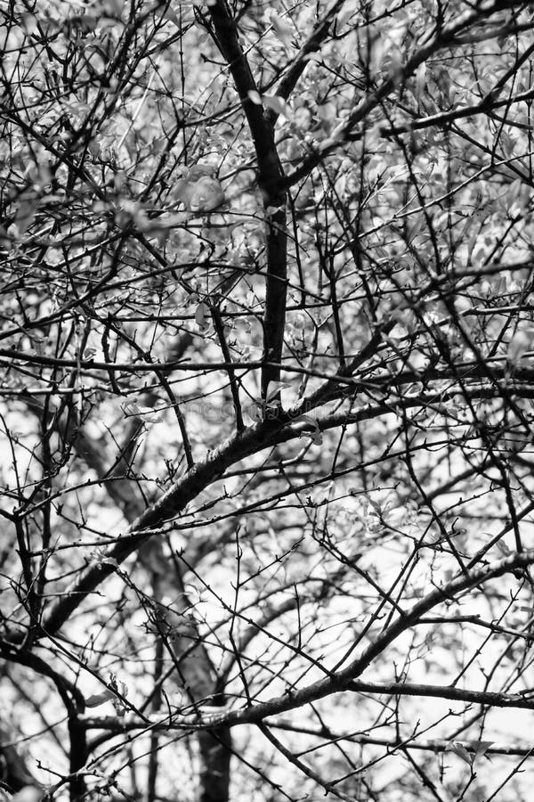 Tree Branch Background Texture, Black and White Abstract, Wallpaper ...