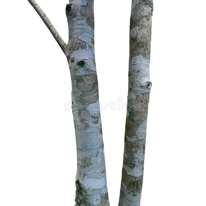 Tree Branch Bark Texture Isolated on White Background Stock Photo ...