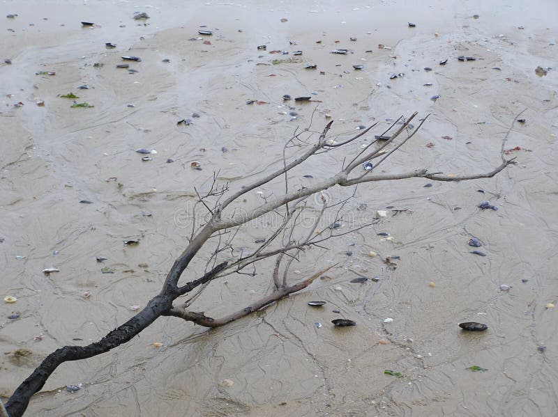 Tree branch on the beach stock photo. Image of seashells - 69437438