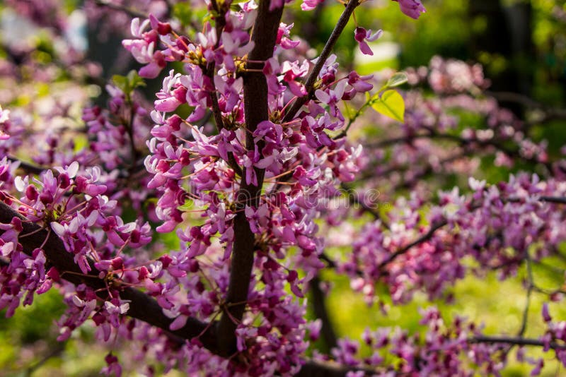 Tree Branch with Beautiful Pink Flowers on the Trunk Stock Photo ...