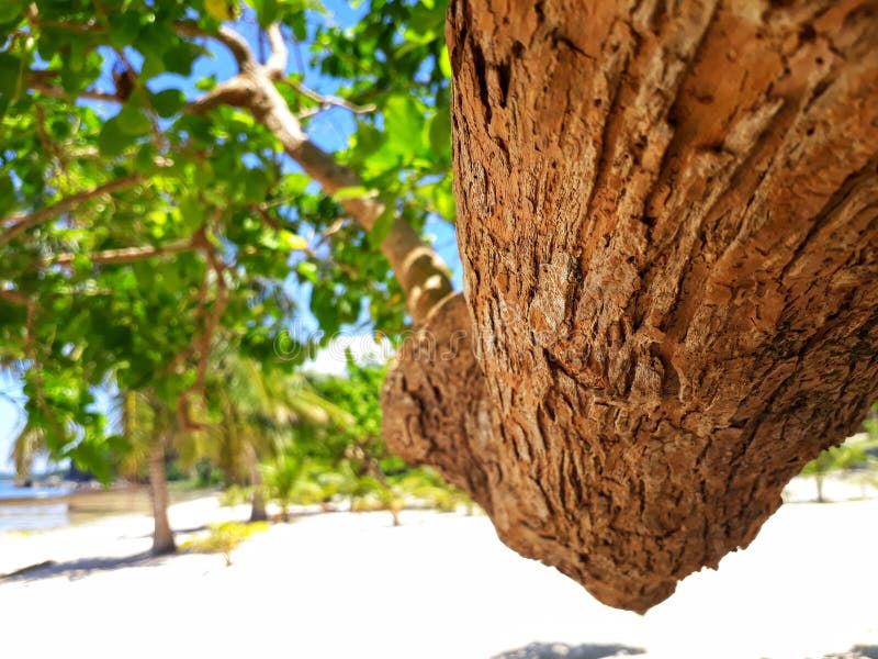 Tree stock image. Image of branch, bending, tree, beach - 119205497