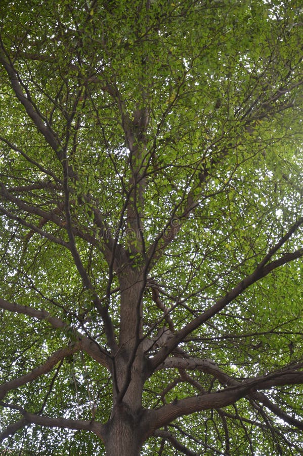 Tree branch stock photo. Image of environment, branch - 176904584