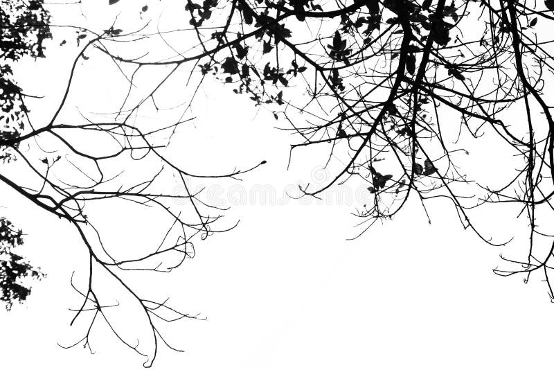 Tree Branch in Black and White Stock Photo - Image of background, white ...