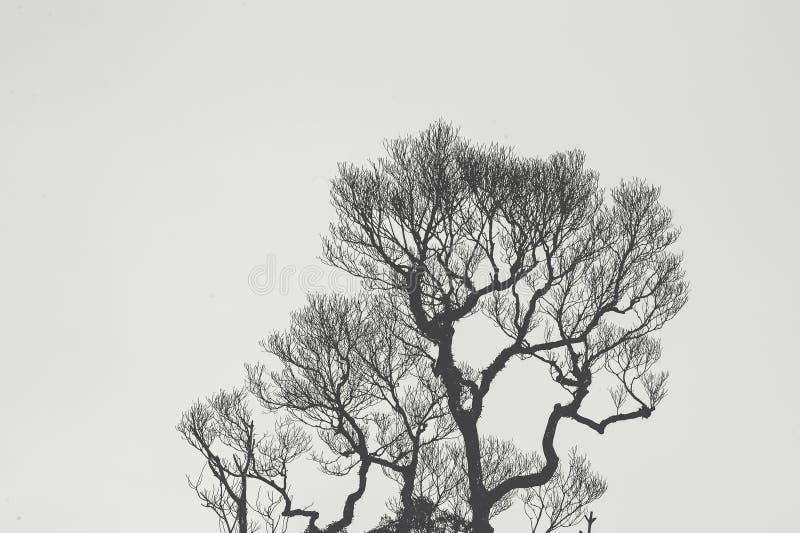 Tree, Branch, Black And White, Monochrome Photography Picture. Image ...