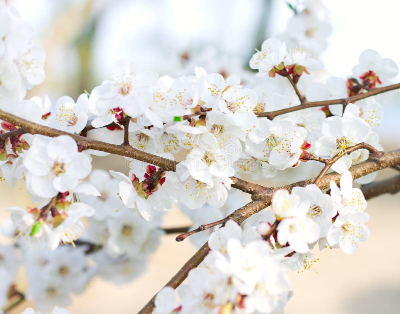Tree branch in bloom stock photo. Image of pear, botany - 30936724