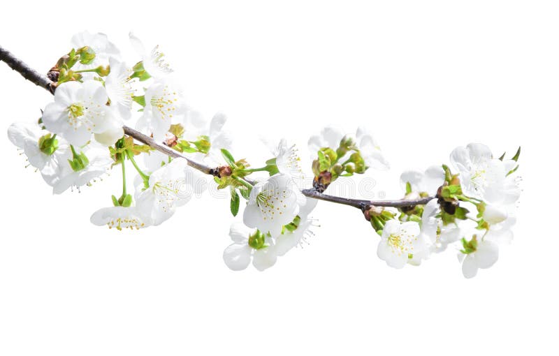 Tree Branch with Blossom. Cherry Tree in Spring. Garden in Spring ...