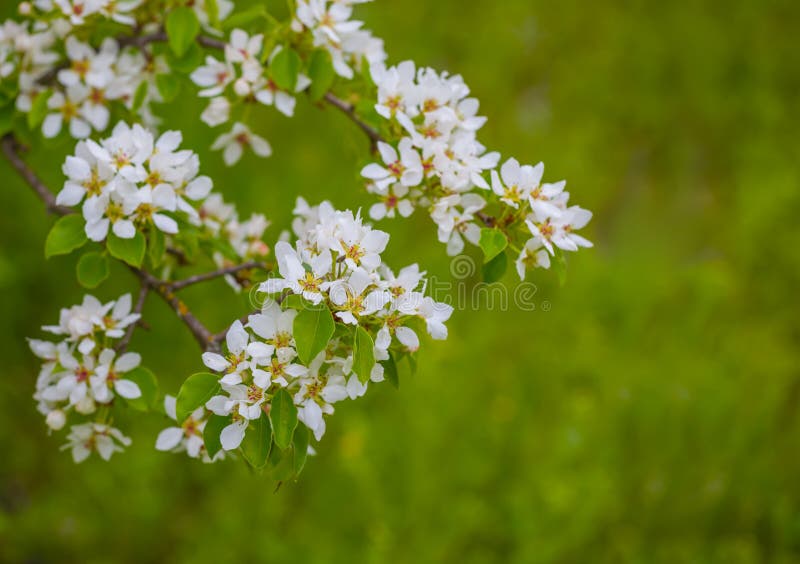 Tree branch in blossom stock photo. Image of magnificent - 228944248