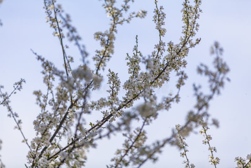 Tree branch blossom stock photo. Image of nature, spring - 85377072