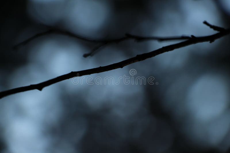 Tree branch biology stock image. Image of blue, tree - 91710753