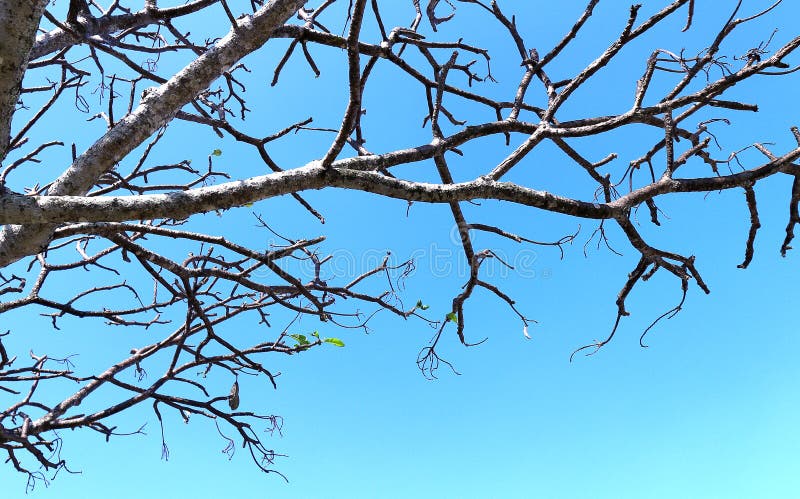 Tree branch and sky stock image. Image of tree, blue - 105538115