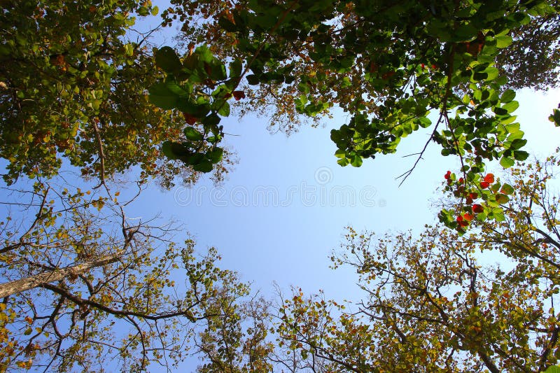 Tree Branch on Blue Sky Background.Refreshing and Beautiful Nature ...