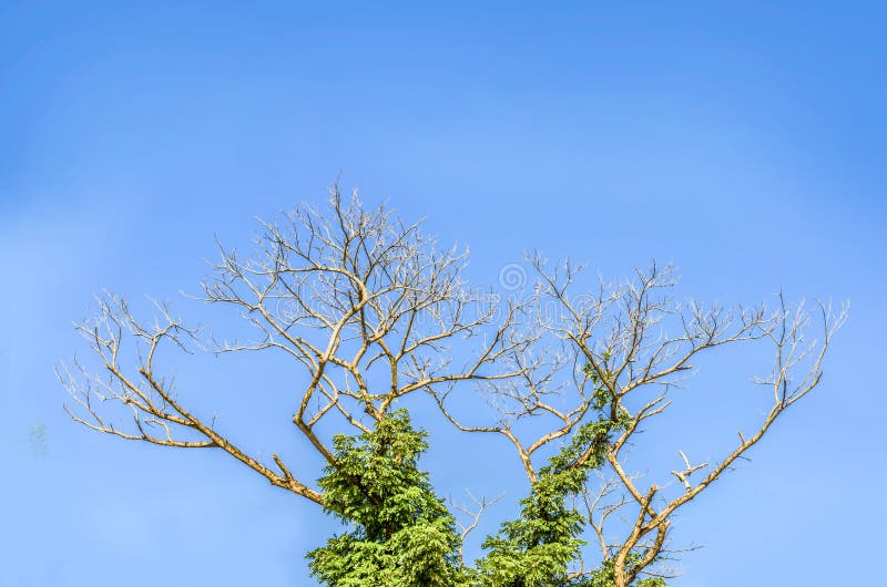 Tree branch and blue sky stock image. Image of white - 44609309