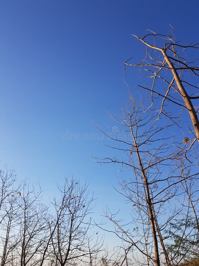 Tree, branch, blue sky stock image. Image of blossom - 206910537