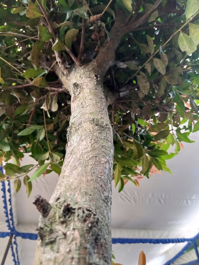 Tree Branch from Bottom View in the Morning Stock Photo - Image of ...