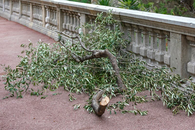 Tree Branch Broken Down stock photo. Image of pavement - 270187864