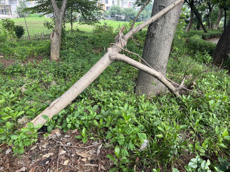 A Tree Branch Broken by the Rain Stock Photo - Image of shrub ...