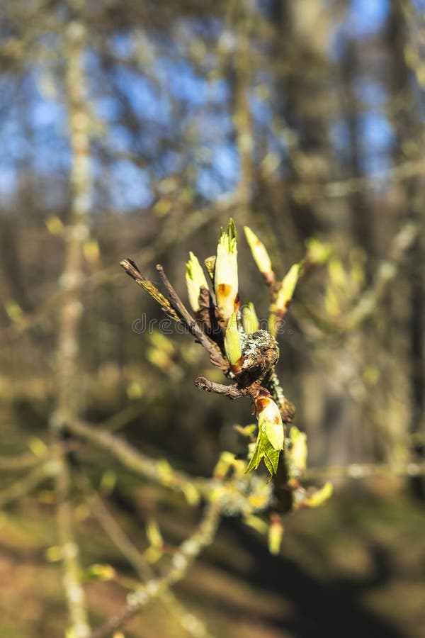 Tree Branch with Budding Leaves in the Springtime Stock Image - Image ...