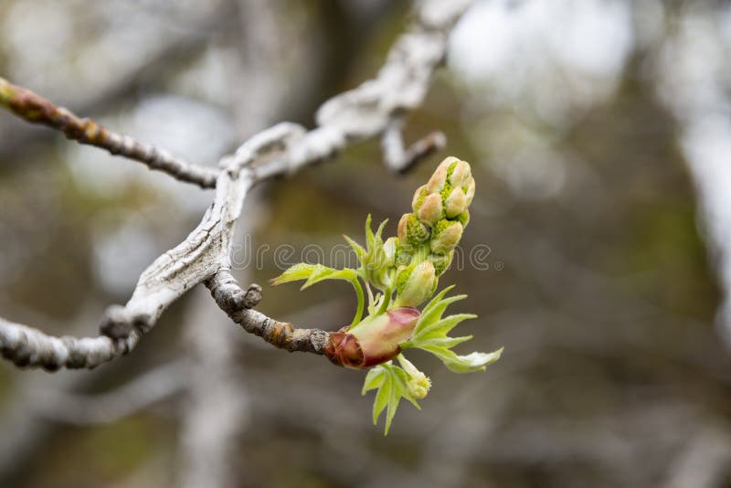 Tree Branch with Buds Background, Early Spring Stock Photo - Image of ...