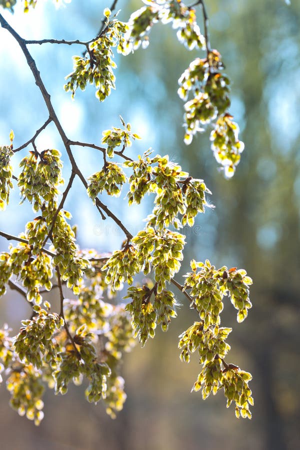 Tree Branch with Buds Background Stock Image - Image of border, branch ...