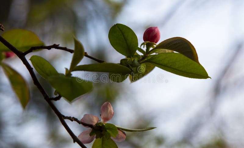 Tree Branch with Buds Background, Spring Flower Buds Stock Image ...