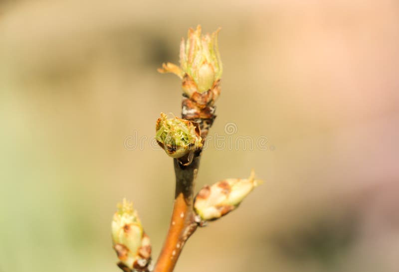 Tree branch with buds stock photo. Image of growing, environment - 93296814